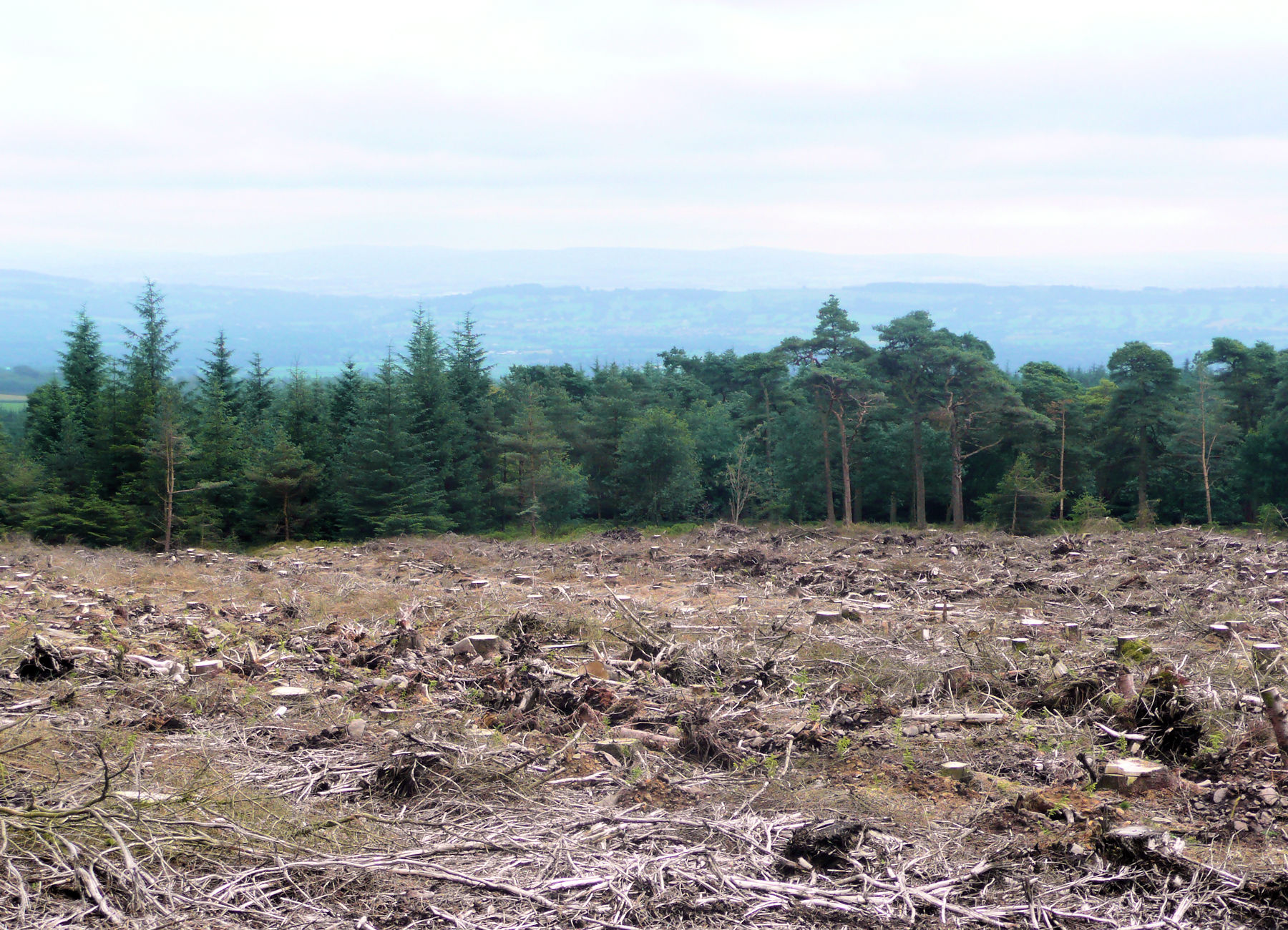 Longridge Fell | Where2Walk